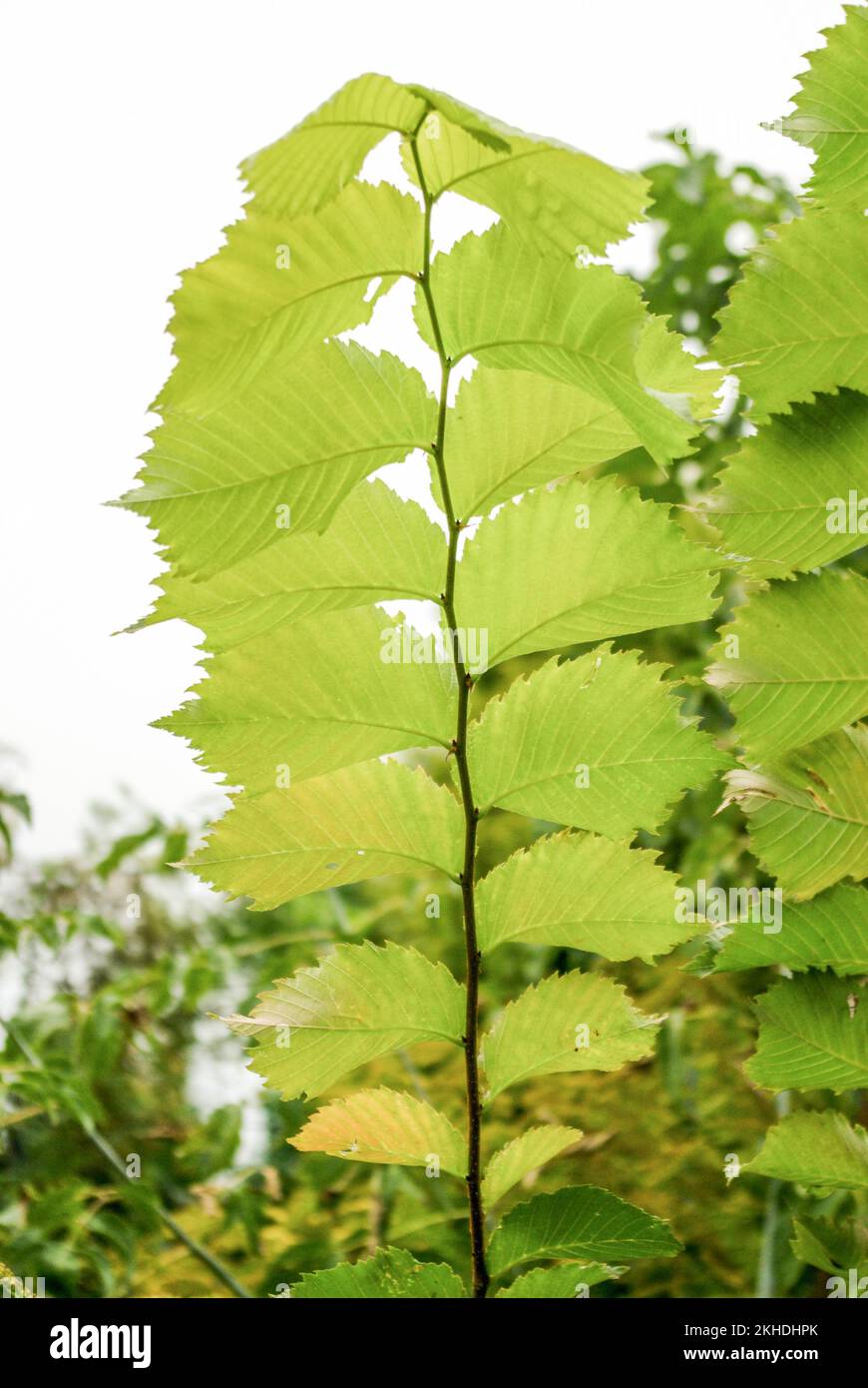 Green leaves of the spring season Stock Photo - Alamy