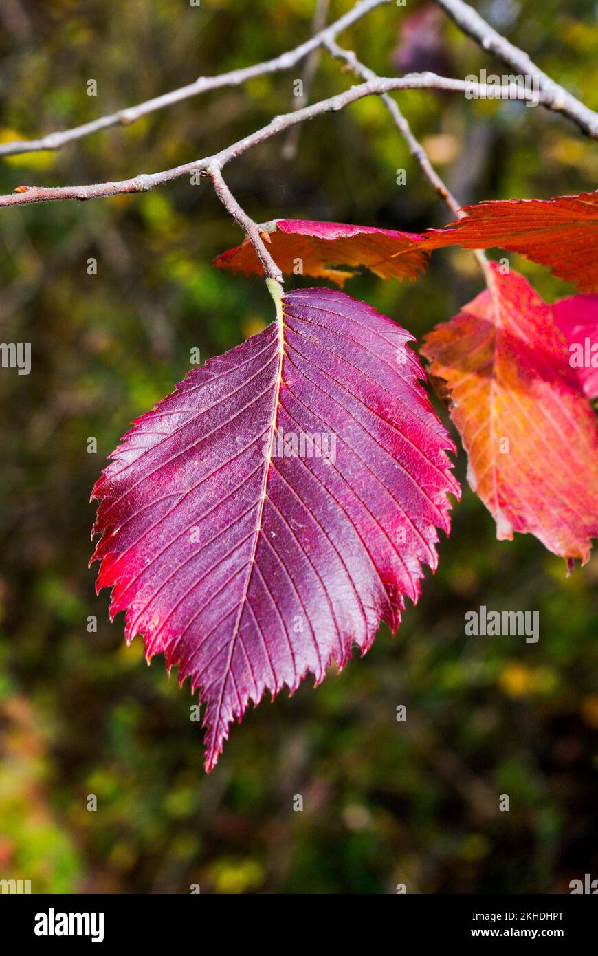 One separate dry leaf of Autumn times Stock Photo - Alamy