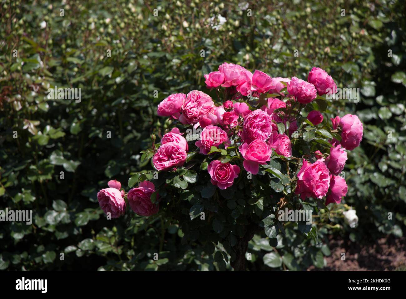 Pink roses in a rose garden hi-res stock photography and images - Alamy