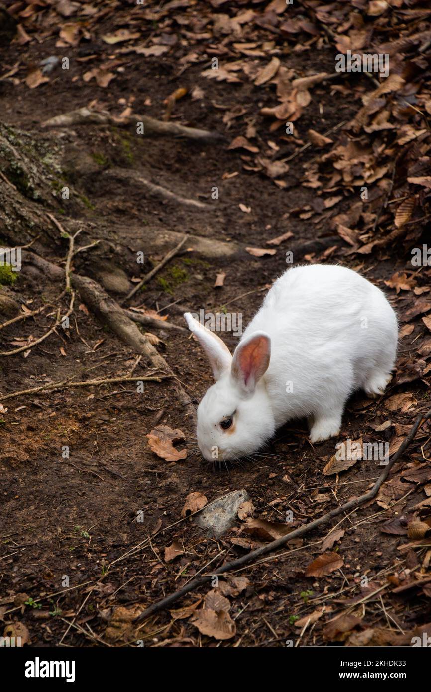 A cute white rabbit walking in the Autumn field Stock Photo - Alamy