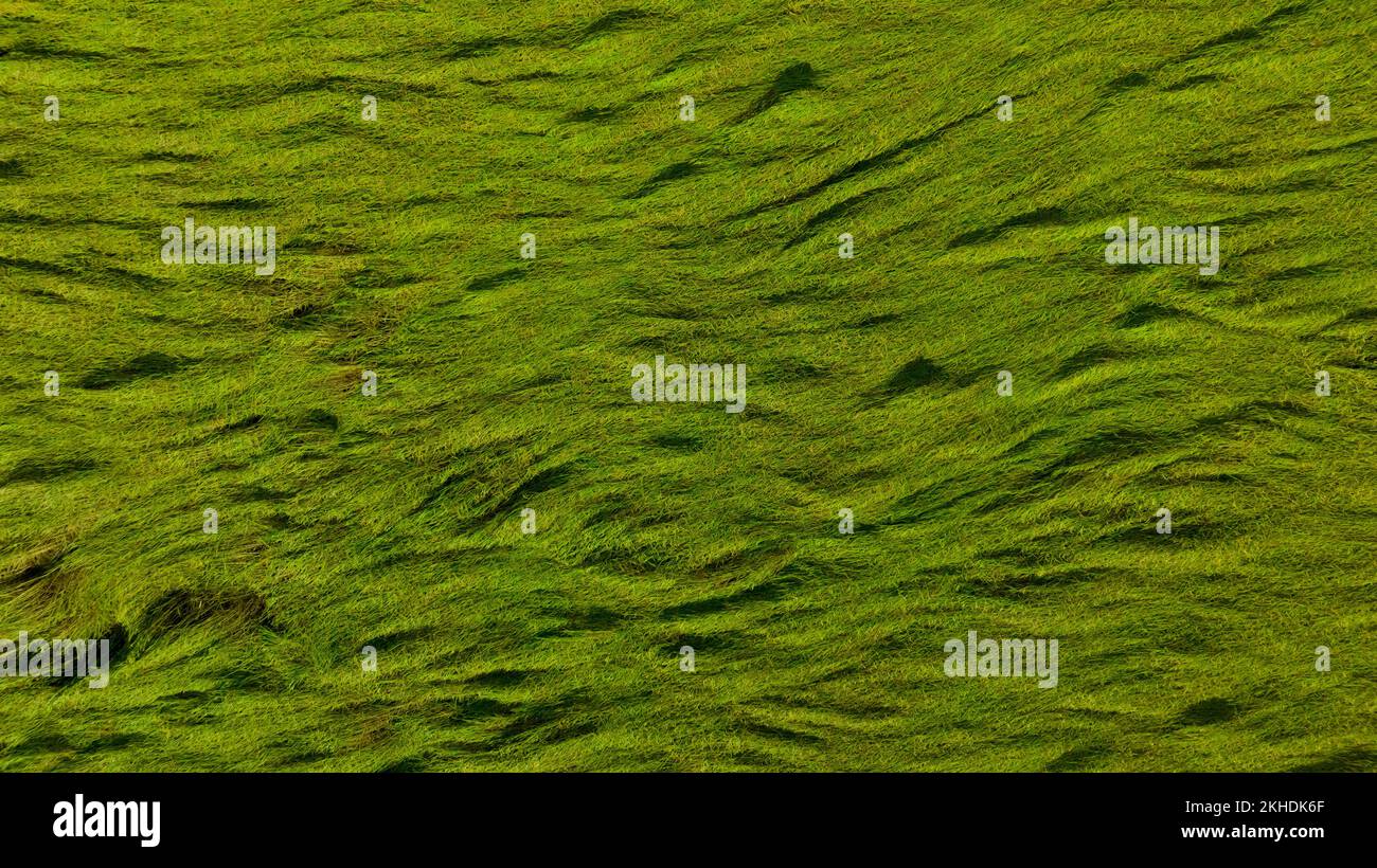 Aerial view of green rice field texture background. Rice plants bend ...