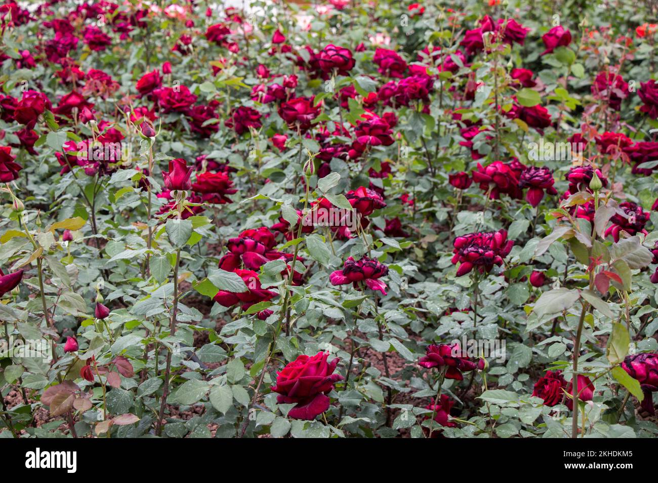 Blooming beautiful colorful roses in the garden background Stock Photo ...