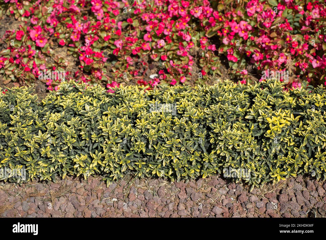 Beautiful colorful natural spring flowers as a nature background Stock ...