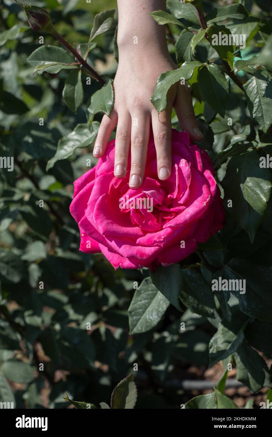 Hand holding a colorful Rose Flower Stock Photo - Alamy