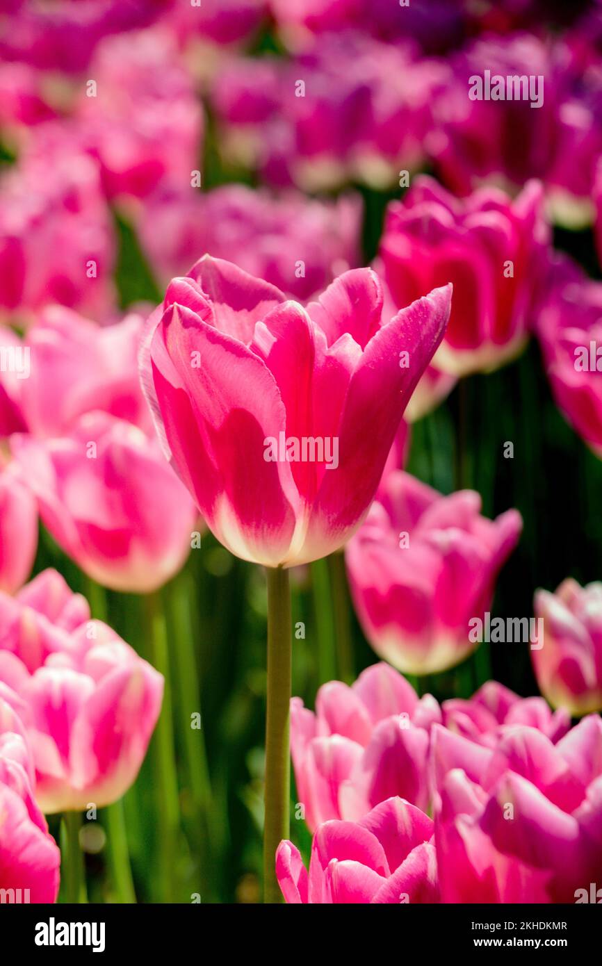Beautiful tulips flower for postcard beauty concept design Stock Photo ...