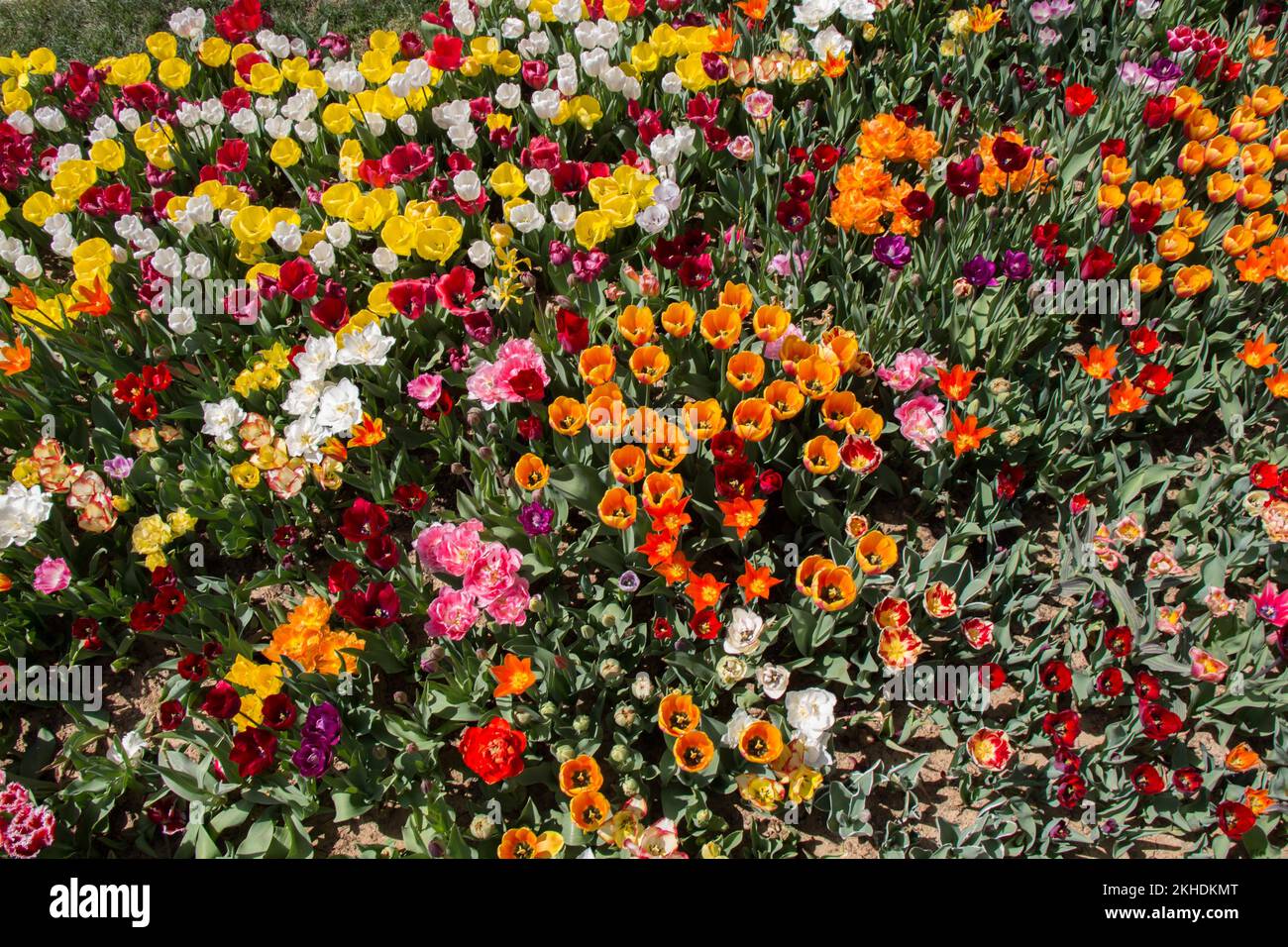 Blooming colorful tulip flowers in garden as floral background Stock ...