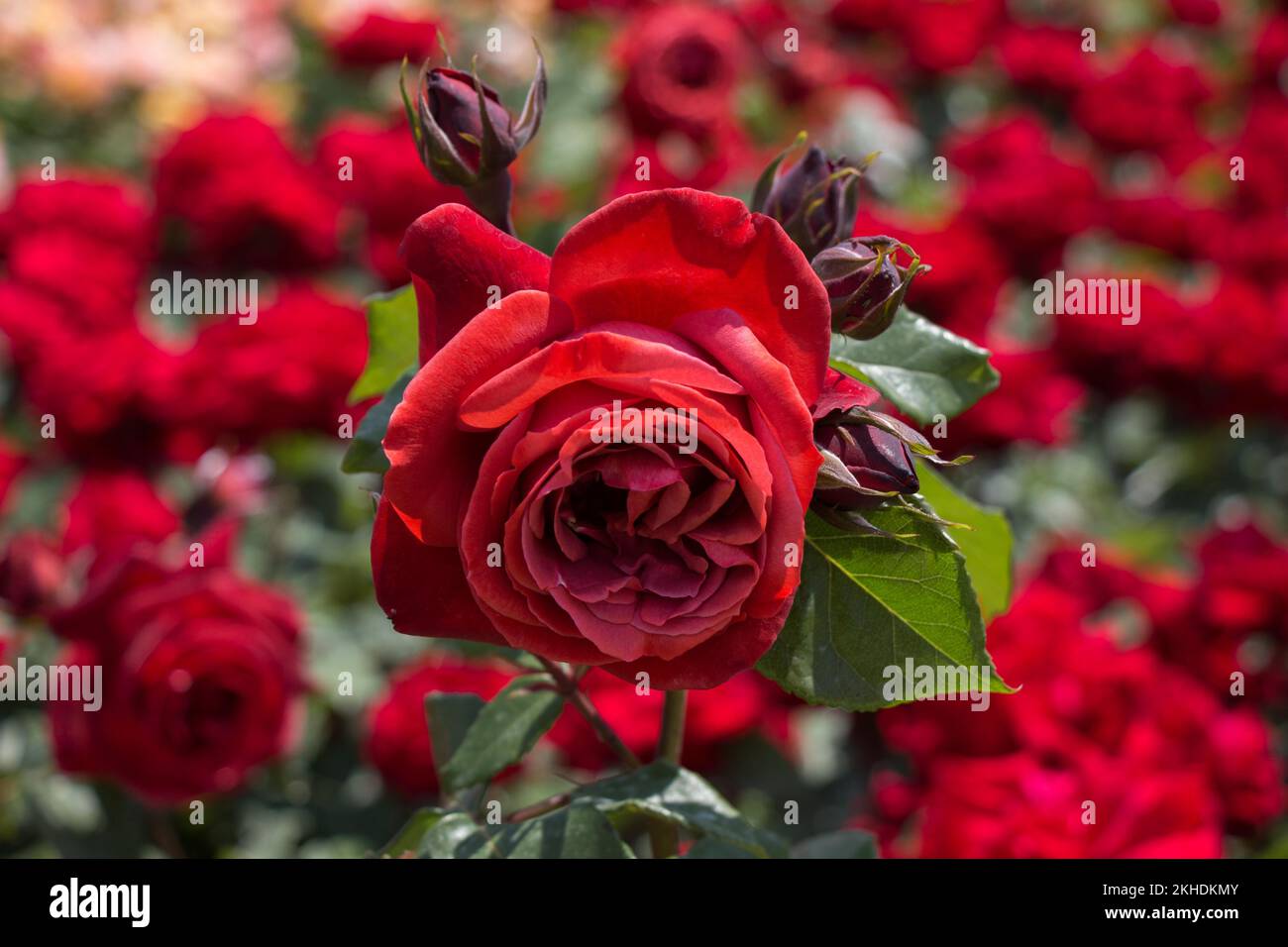 Beautiful colorful Rose Flower on garden background Stock Photo - Alamy