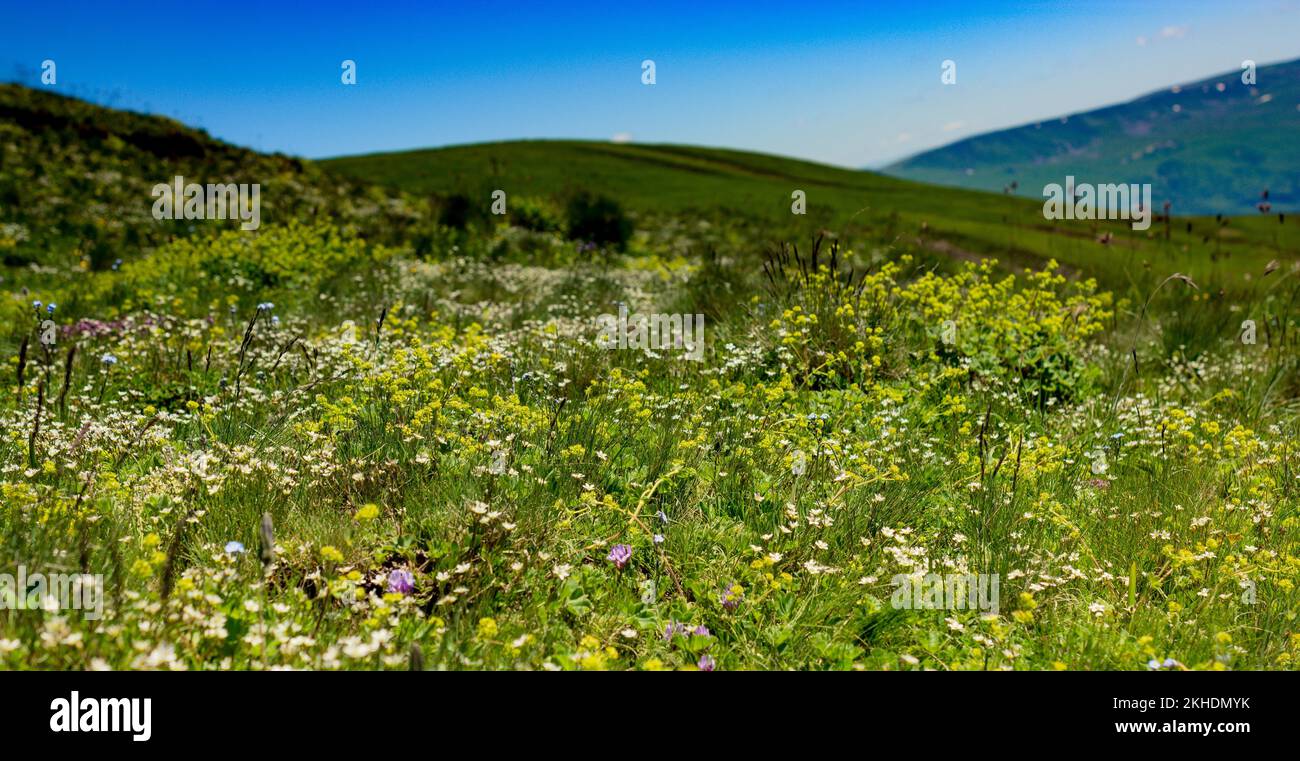 Blooming beautiful colorful wild flowers in Artvin highland Stock Photo ...