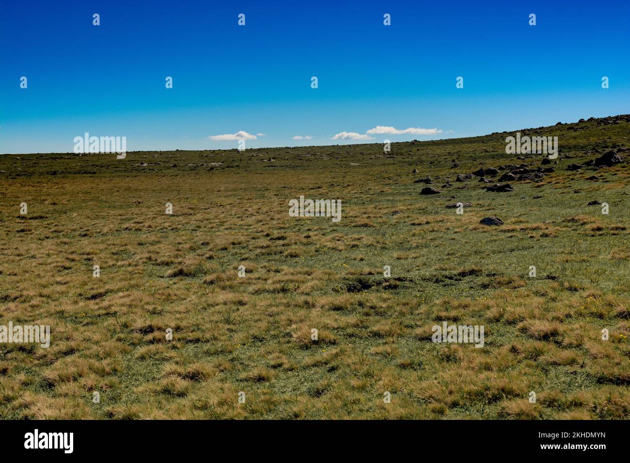 Turkey grass hi-res stock photography and images - Alamy