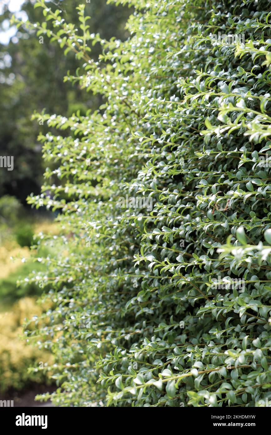 Green leaves of the spring season Stock Photo - Alamy