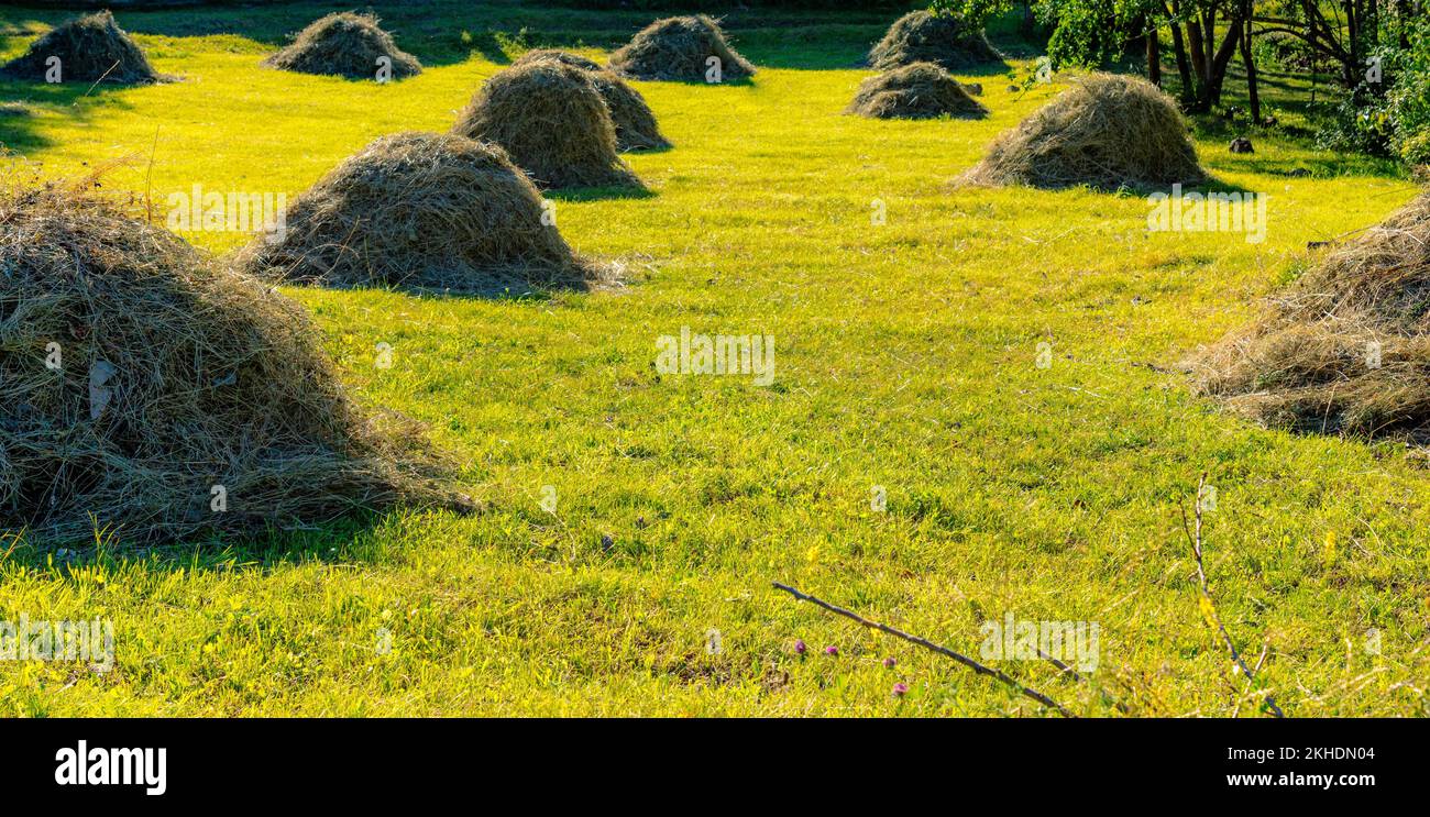 Turkey grass hi-res stock photography and images - Alamy