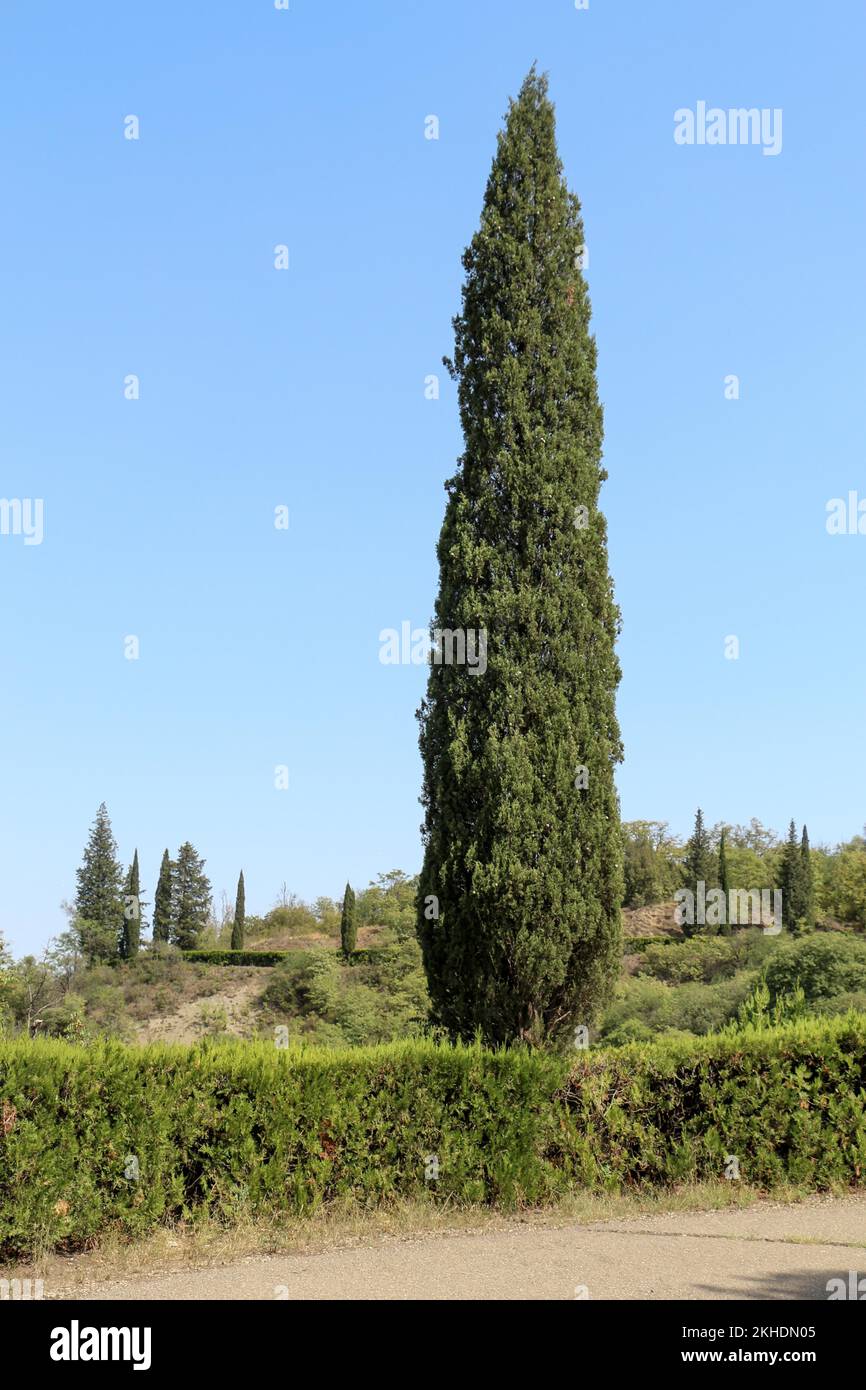 Cypreast trees in the nature background Stock Photo - Alamy