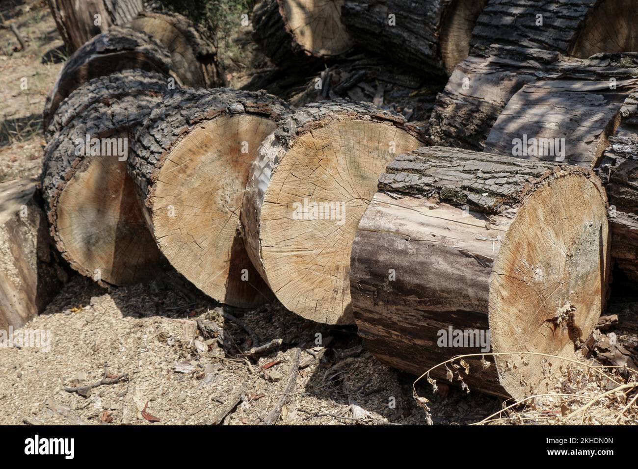 Freshly cut tree logs in garden background Stock Photo - Alamy