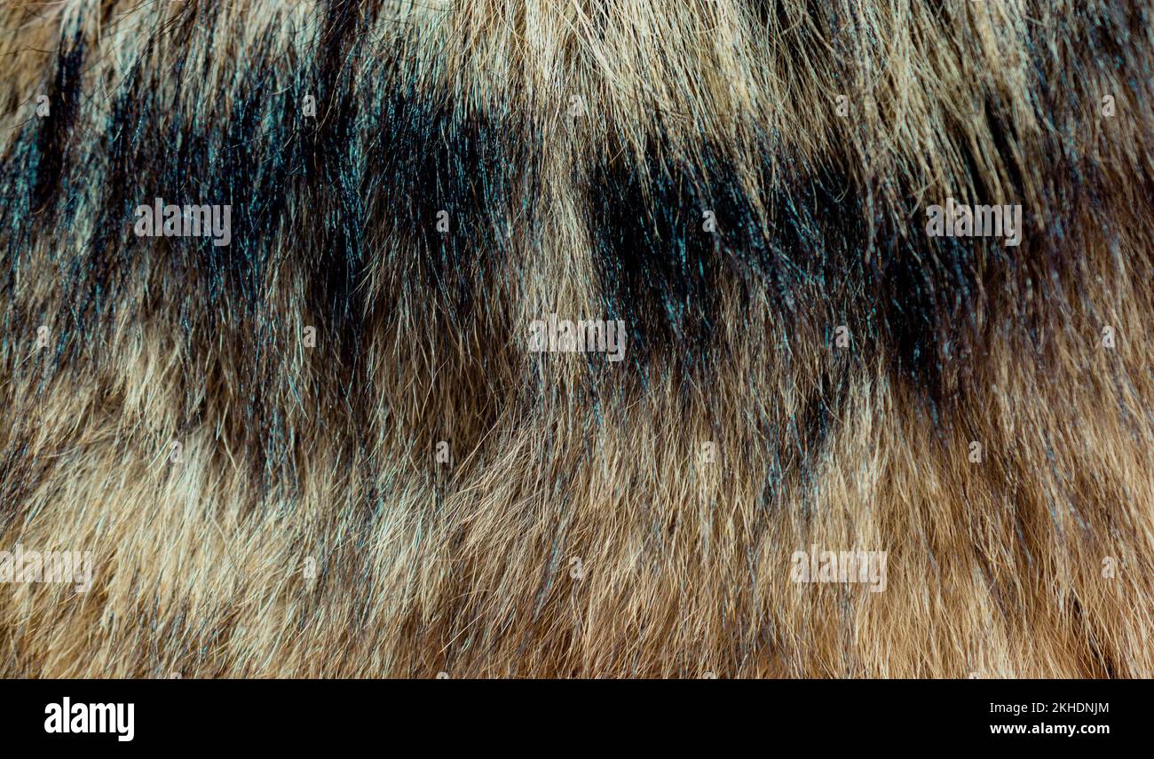 Decorative animal fur as a background texture Stock Photo - Alamy