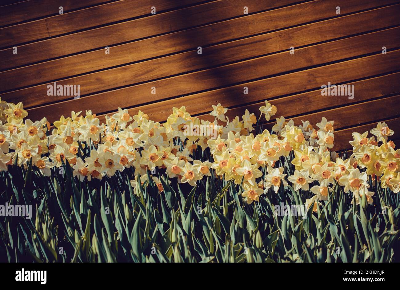 Blooming beautiful colorful fresh natural flowers in view Stock Photo ...
