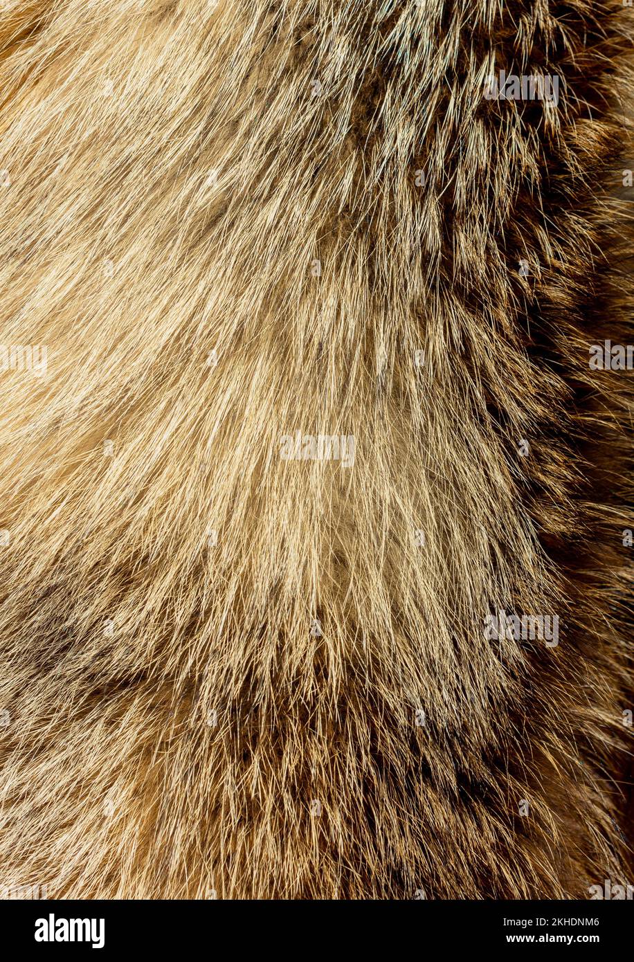 Decorative animal fur as a background texture Stock Photo - Alamy