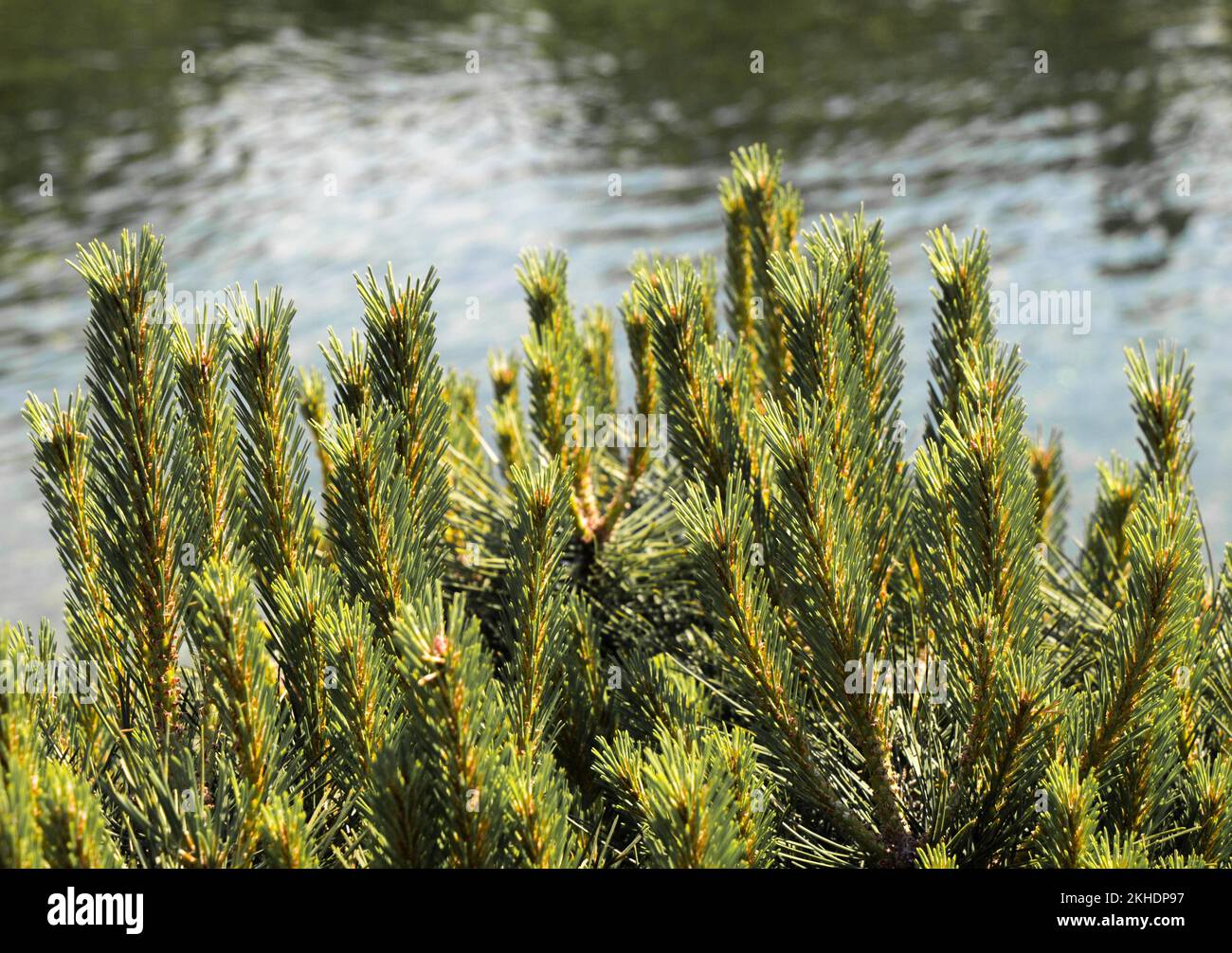 Summer pine tree hi-res stock photography and images - Alamy