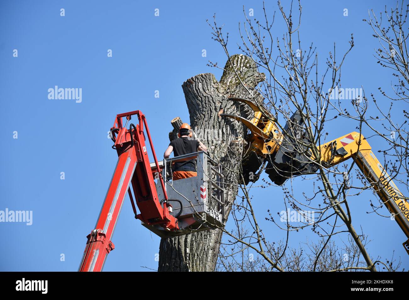 Tree felling with a felling crane in Vellmar, Hesse, Germany, Europe ...