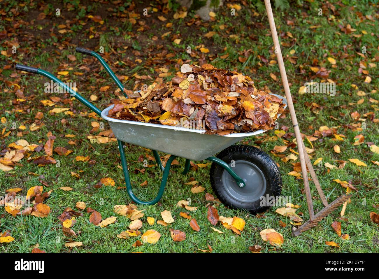 Autumn leaves in wheelbarrow with old rake in garden, hay rake with ...