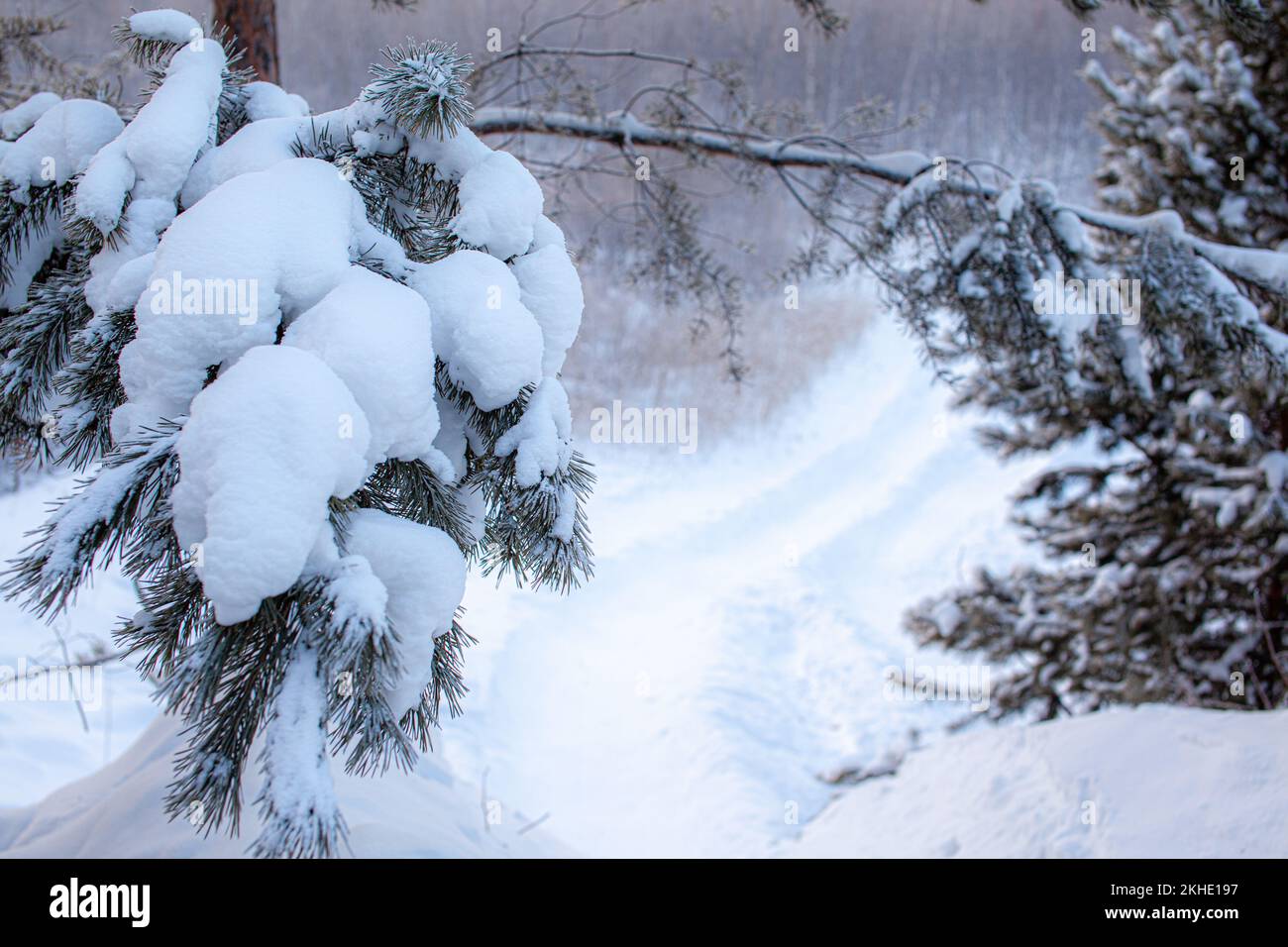 A walk through the winter forest. Snow trees and a cross-country ski ...