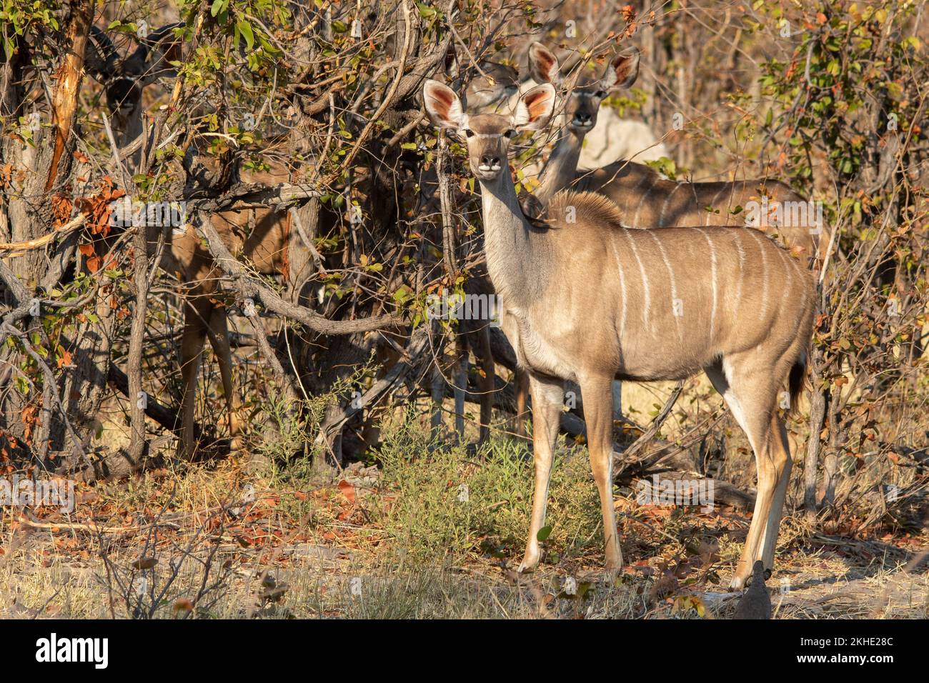 Greater kudu cows shelter in a thicket on the African savannah Stock ...
