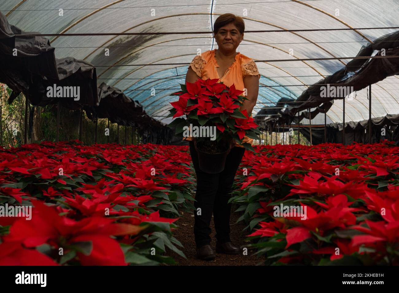 November 23, 2022 in Mexico City, Mexico: Mrs. Marta grows and sells ...
