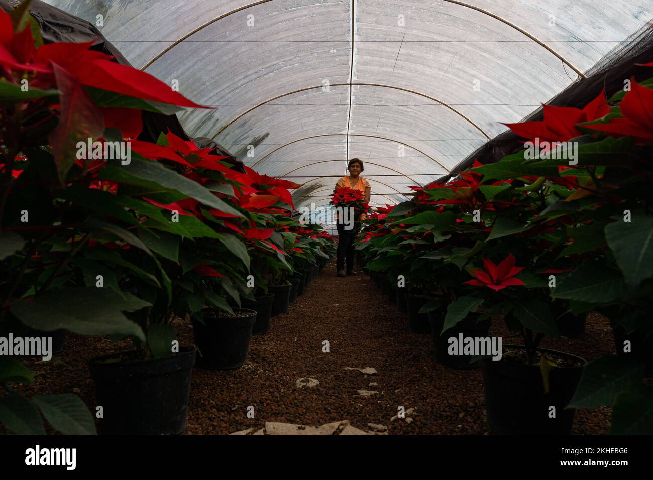 November 23, 2022 in Mexico City, Mexico: Mrs. Marta grows and sells ...