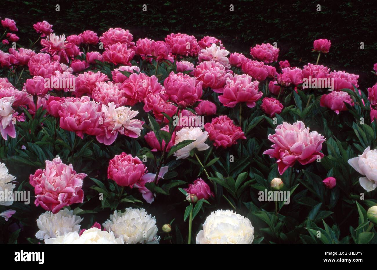 Paeonia paeoniaceae hi-res stock photography and images - Alamy