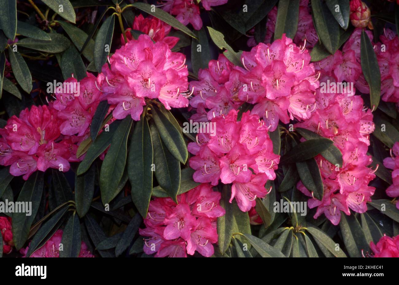 Shrubs pink rhododendron shrub hi-res stock photography and images - Alamy