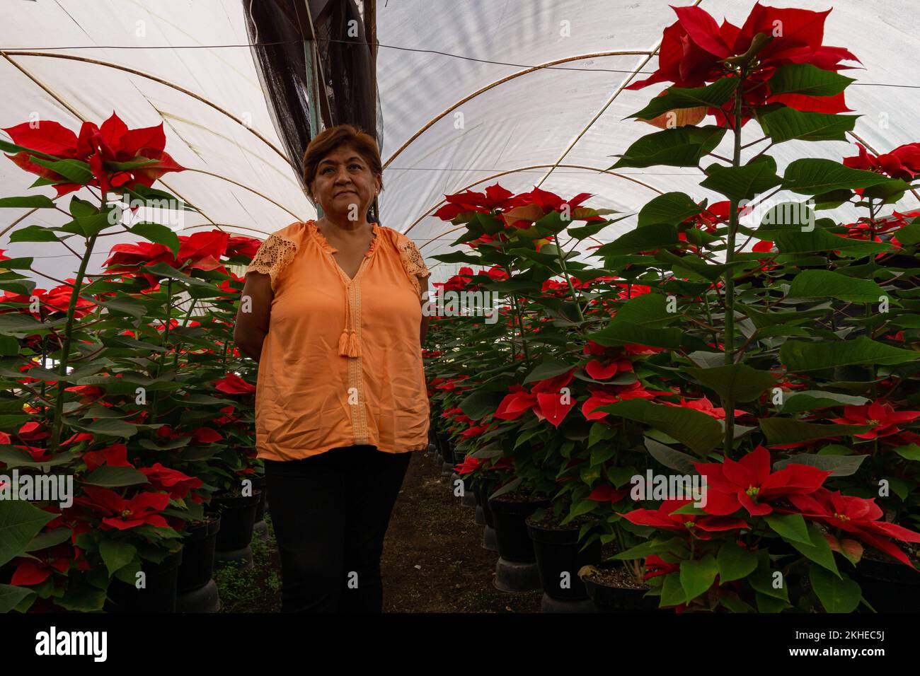 November 23, 2022 in Mexico City, Mexico: Mrs. Marta grows and sells ...