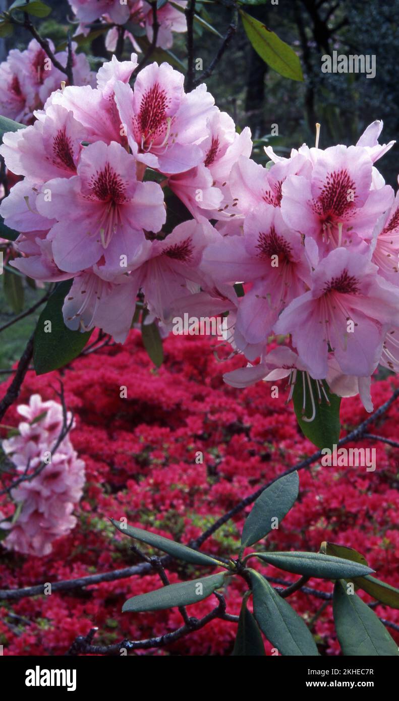 Shrubs pink rhododendron shrub hi-res stock photography and images - Alamy