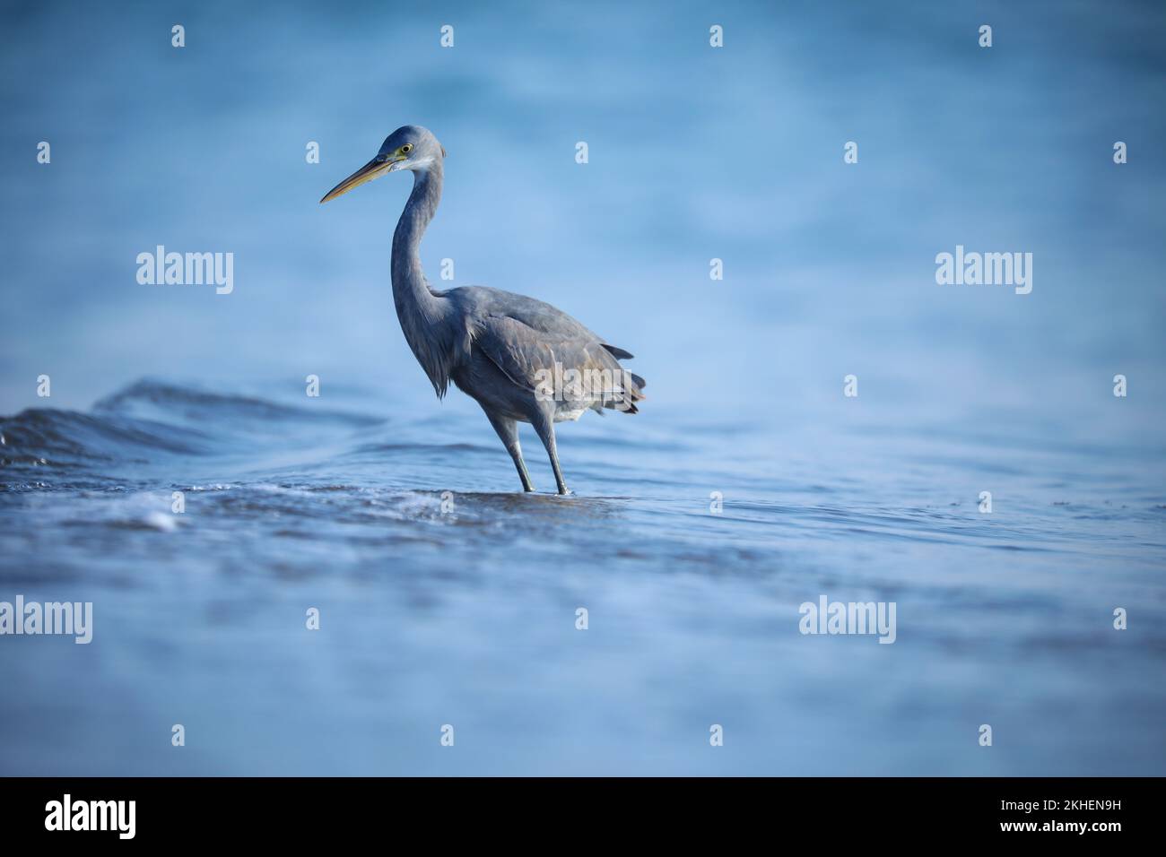grey, heron bird stand in water. bird in nature. nature background ...