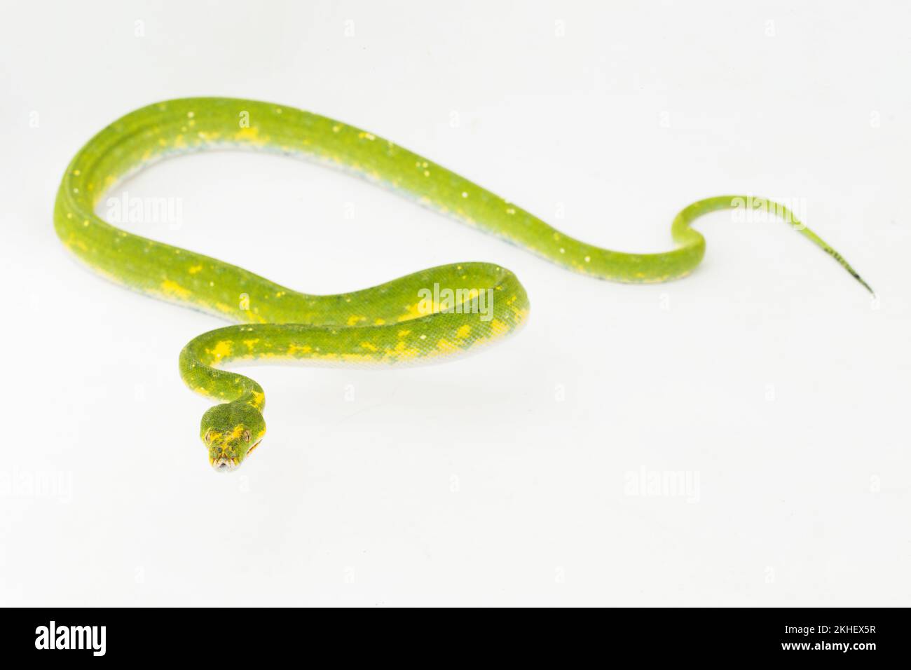 Green Tree Python Morelia viridis snake biak isolated on white ...