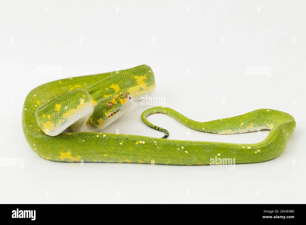 Green Tree Python Morelia viridis snake biak isolated on white ...