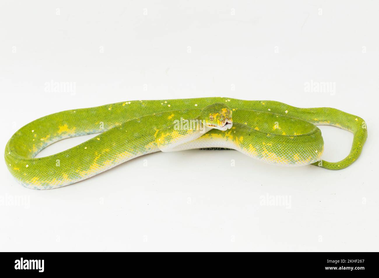 Green Tree Python Morelia viridis snake biak isolated on white ...