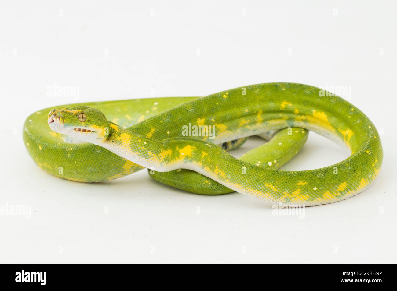 Green Tree Python Morelia viridis snake biak isolated on white ...
