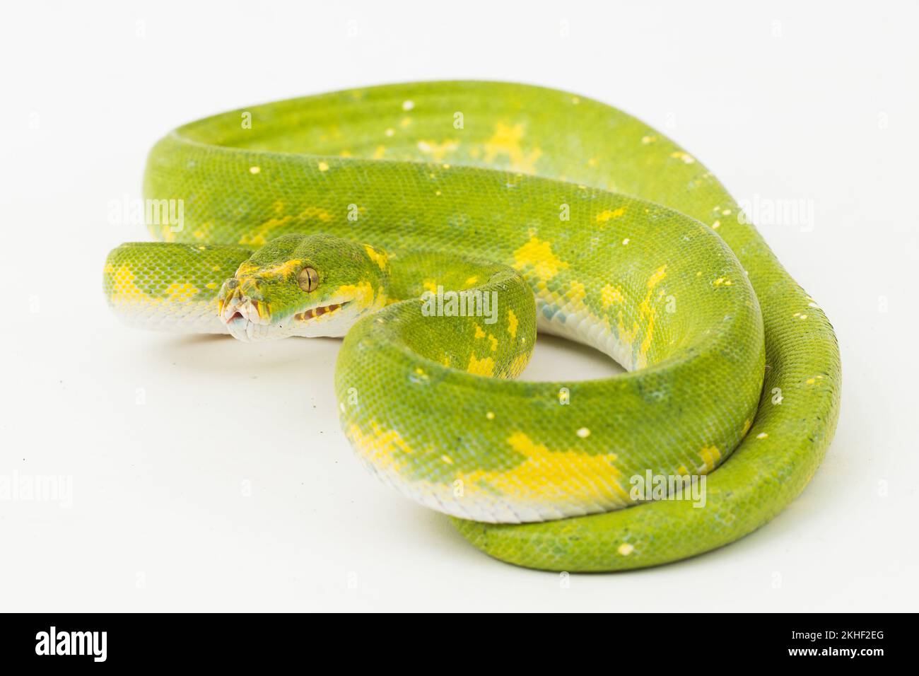Green Tree Python Morelia viridis snake biak isolated on white ...