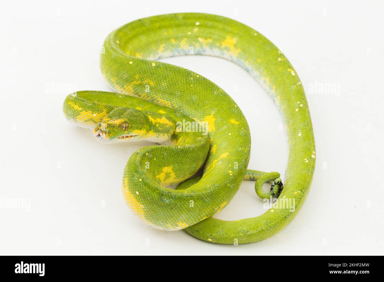 Green Tree Python Morelia viridis snake biak isolated on white ...
