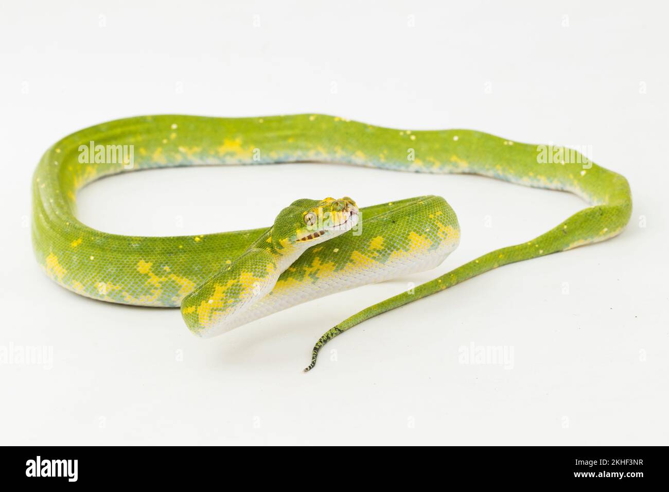Green Tree Python Morelia viridis snake biak isolated on white ...
