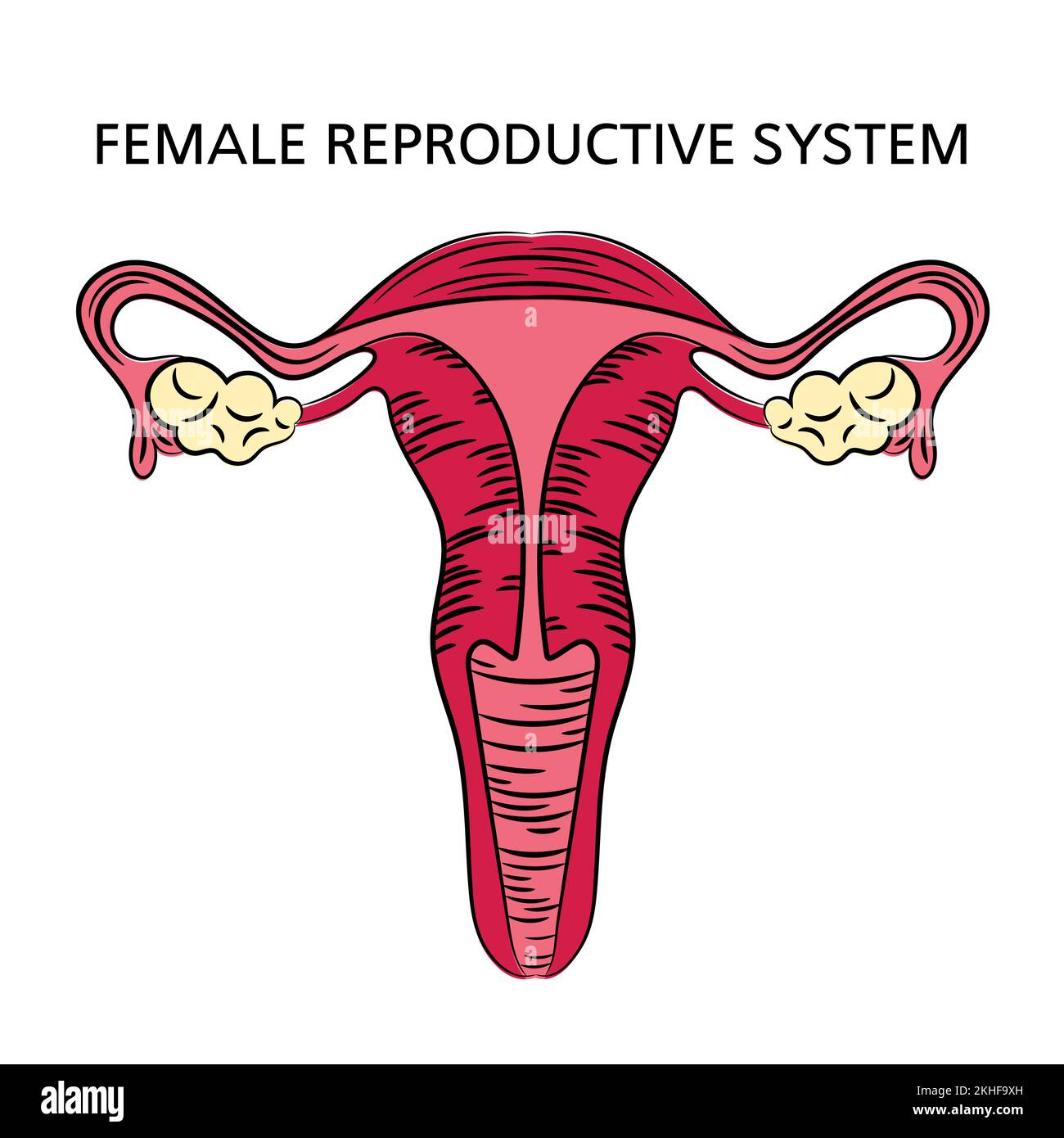 Female Reproductive System Medicine Education Diagram Scheme Human Hand