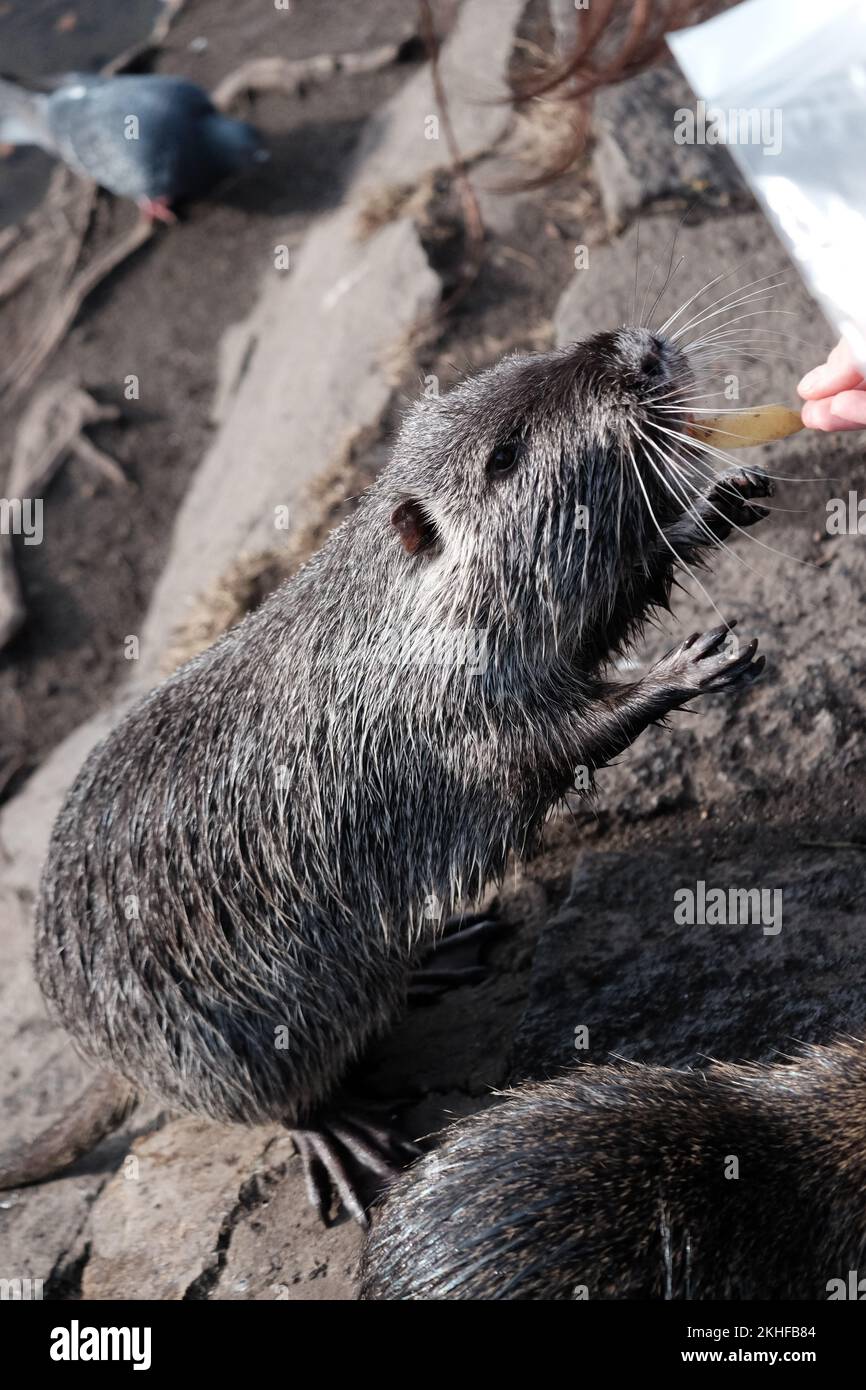 A vertical shot of a Nutria being fed by a human from the Vltava River ...