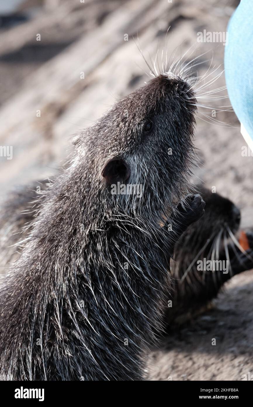 A vertical shot of a Nutria from the Vltava River in Prague, Czech ...