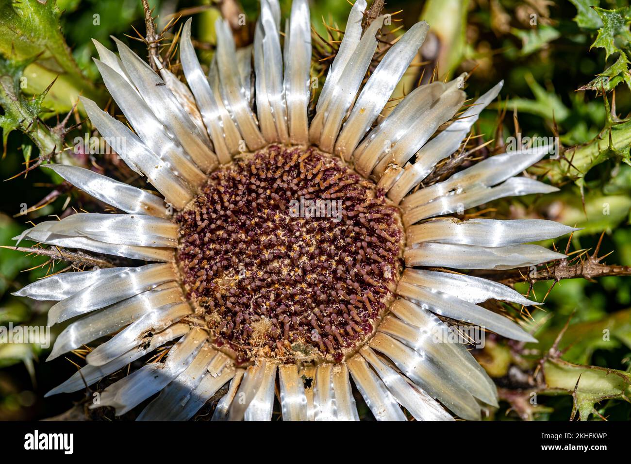 Carlina acaulis flower growing in meadow Stock Photo - Alamy