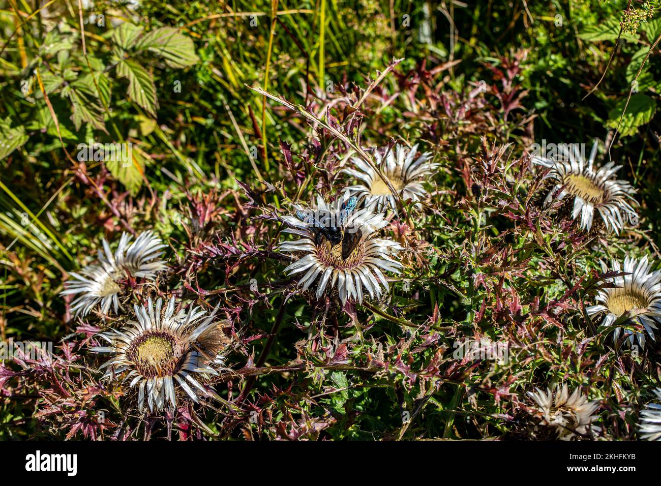 Carlina acaulis flower hi-res stock photography and images - Alamy