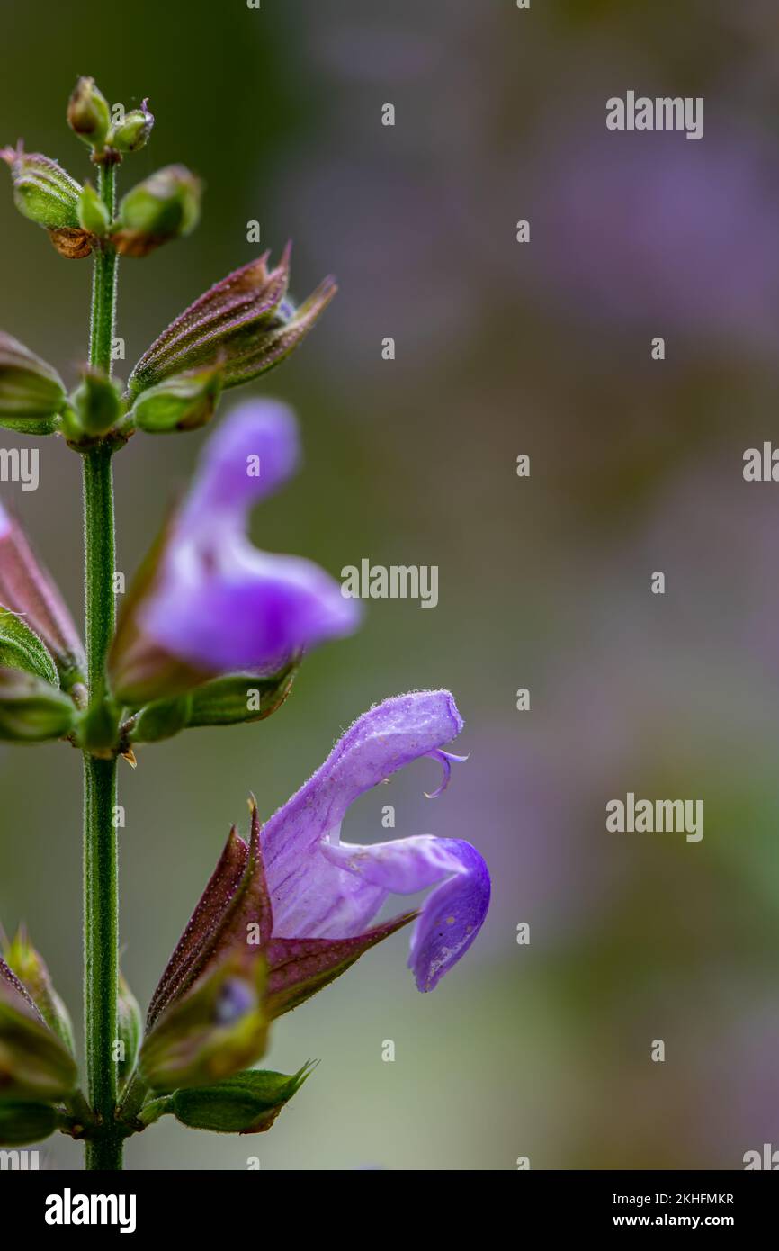 Salvia officinalis flower growing in meadow, close up Stock Photo - Alamy