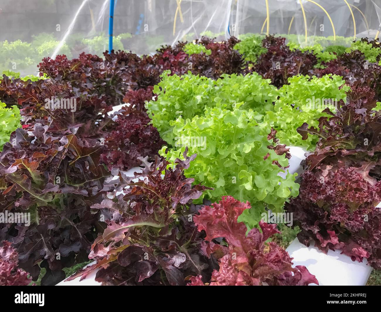 Hydroponics Organic vegetables Farms in Thailand Stock Photo - Alamy