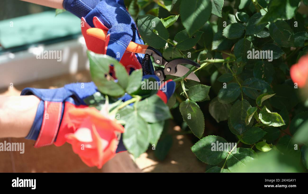 Male or female gardener in gloves cutting rose with pruner Stock Photo ...