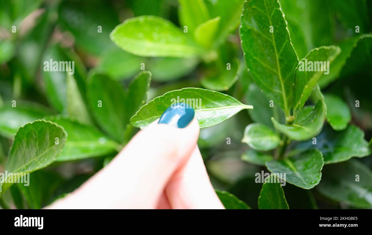 Female hand with blue manicure touching green fresh tea leaves Stock ...