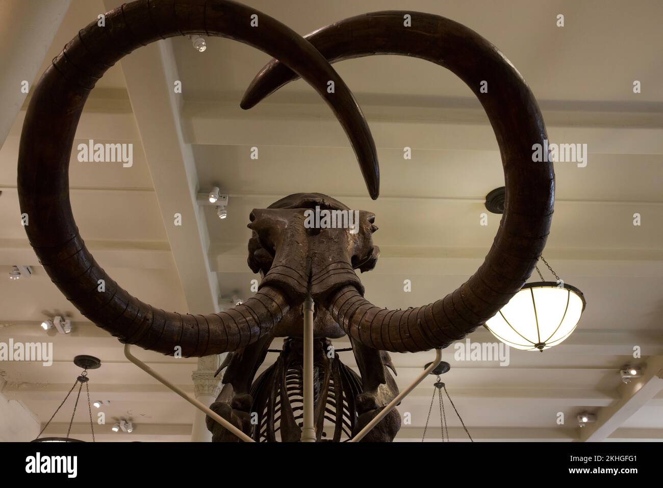 American mammoth hi-res stock photography and images - Alamy