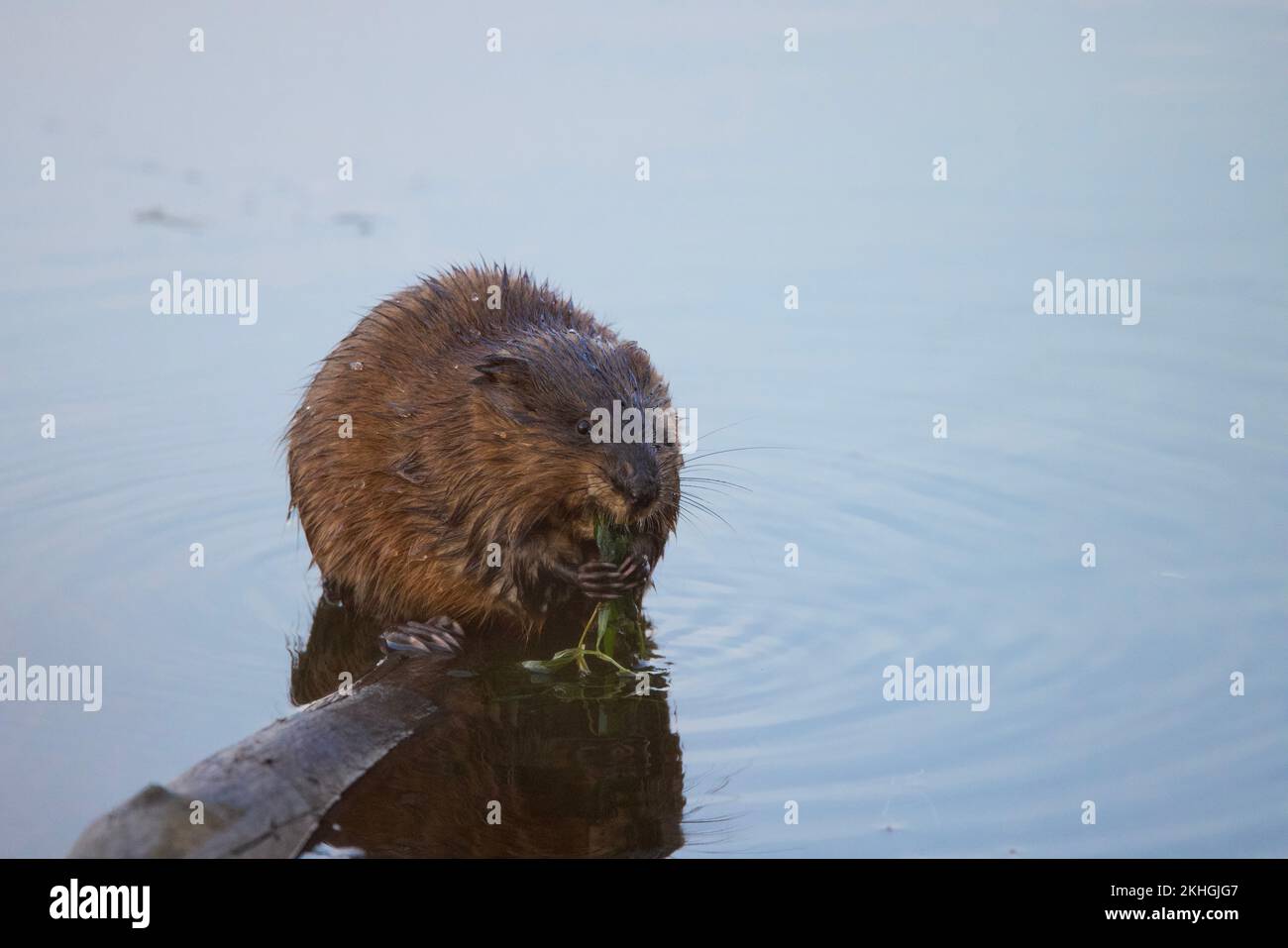 A closeup of a Muskrat eating a plant, standing on a tree log in a lake ...